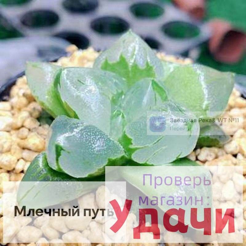 Стабилизированные цветы 3 см 1 шт