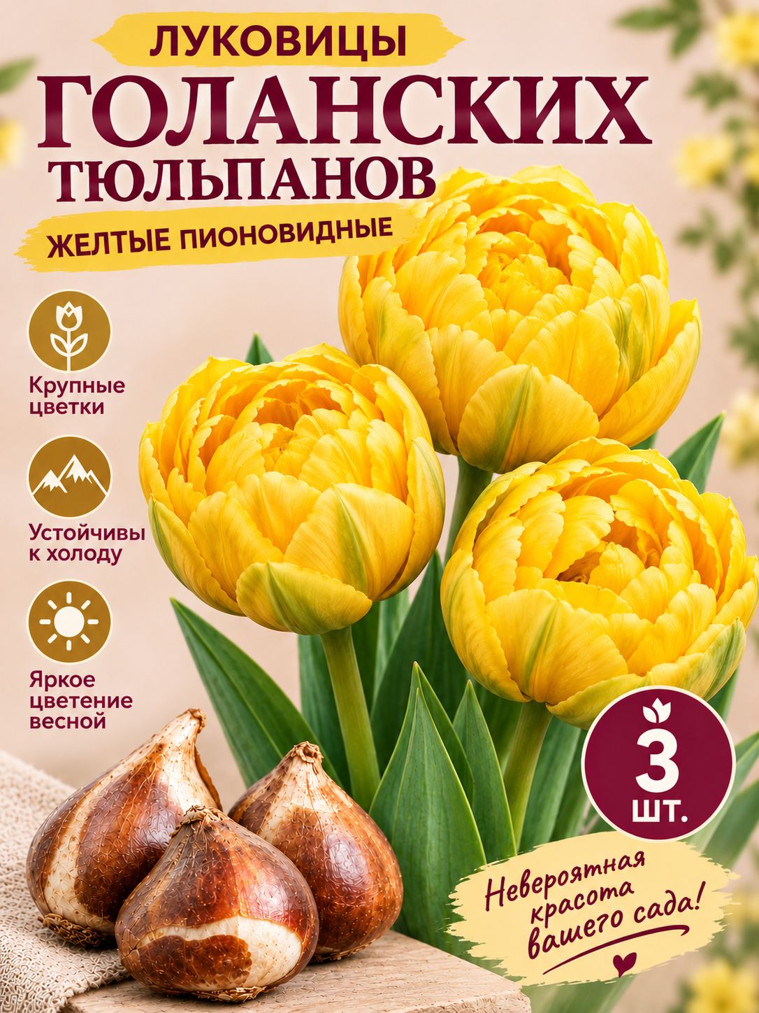Луковицы крупных голландских тюльпанов