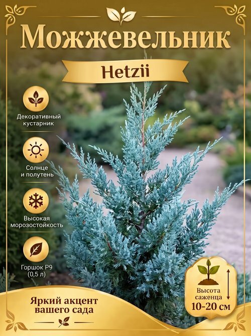Можжевельник виргинский Hetzii (Хетц)