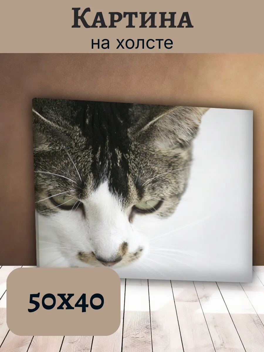 Картина Постер Кот Кошка Cat 40x50 спокойный