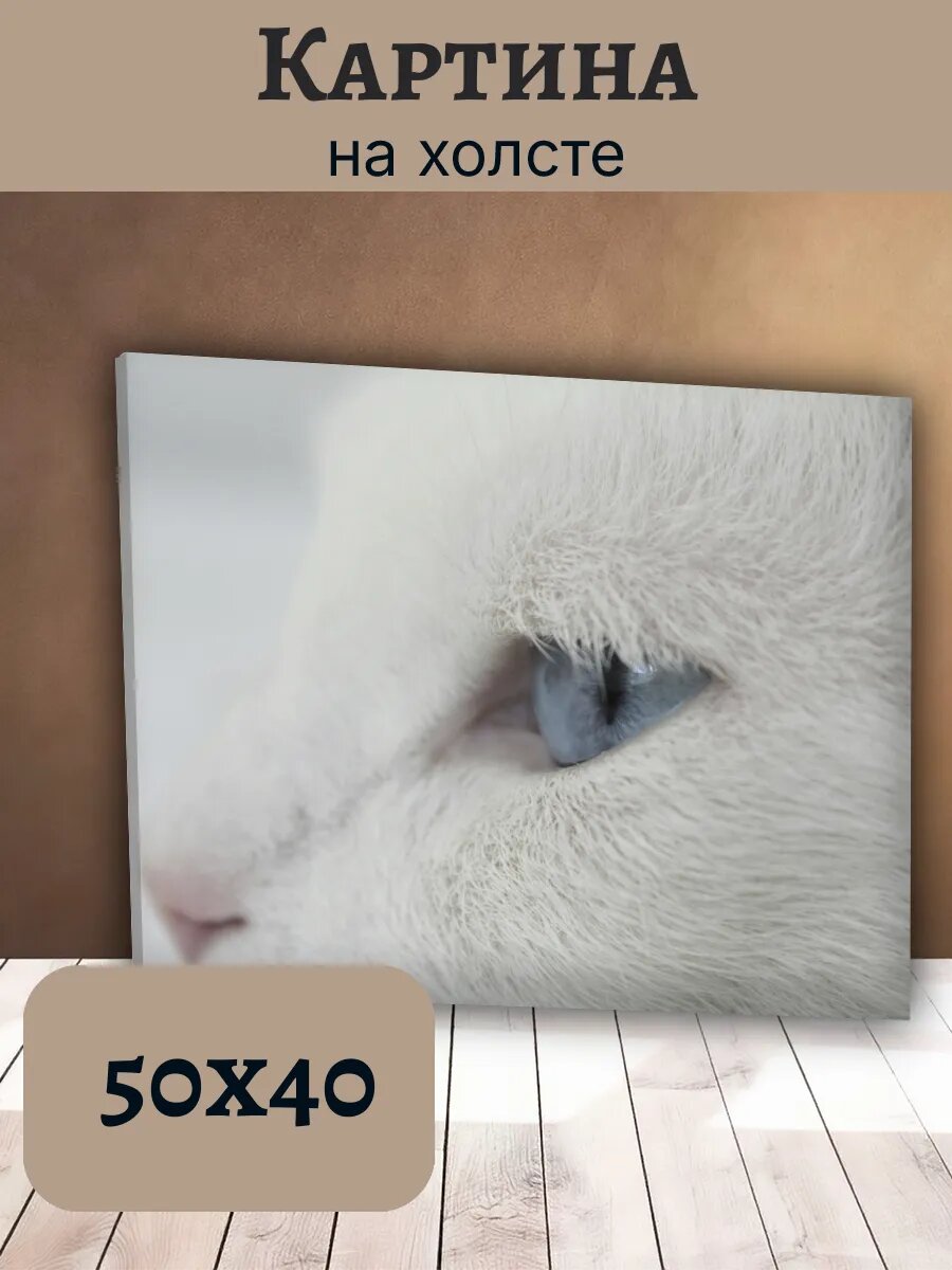 Картина Постер Кот Кошка Cat 40x50 белый котенок