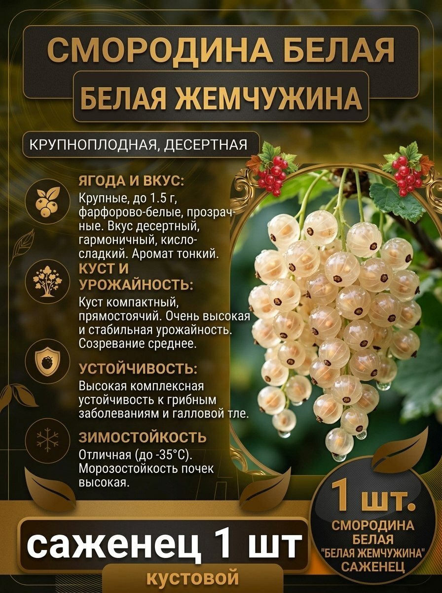Смородина белая саженец Белая Жемчужина