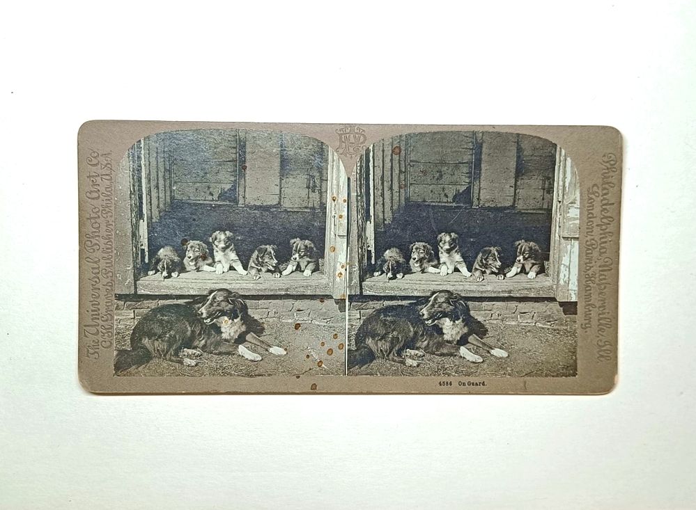 Антикварная стереокарта На страже (On Guard) с собакой и щенками бордер-колли. США, около 1902 года. 18х9см