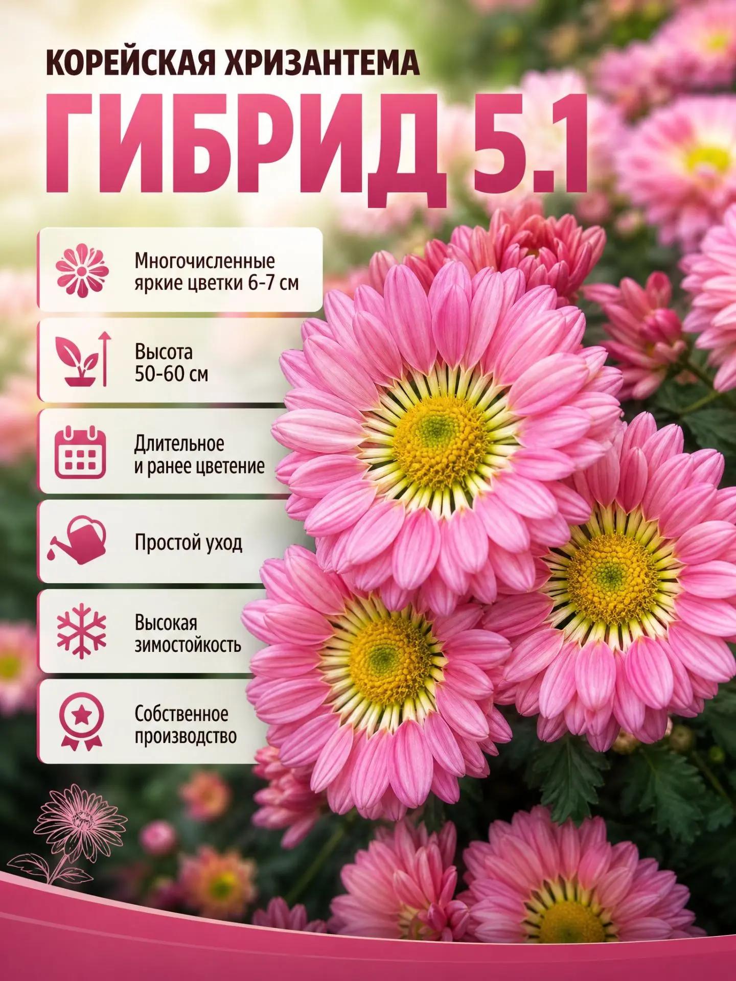 Хризантема корейская «Гибрид 5.1» (Hybrid 5.1)