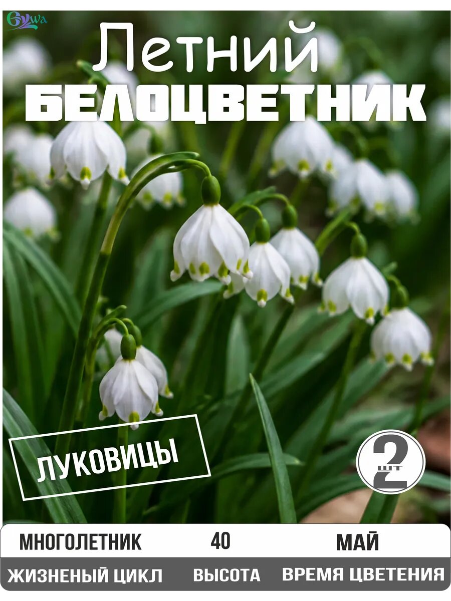 Белоцветник летний, луковицы 2 шт, высота 50 см, белого цвета