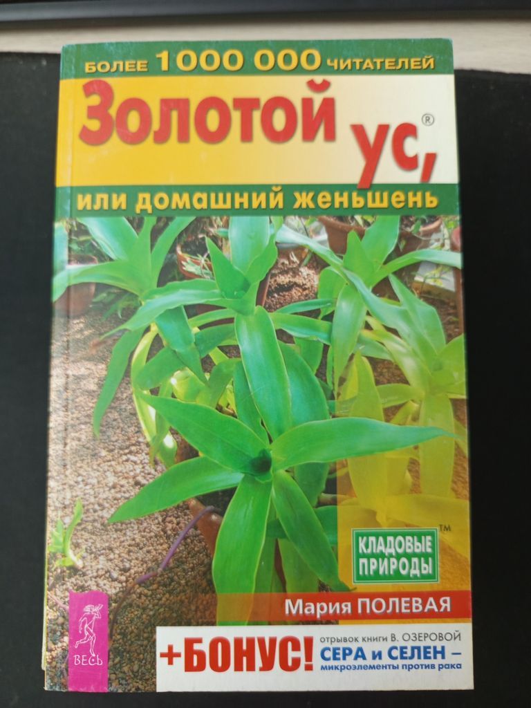 Золотой ус, или домашний женьшень. Полевая Мария.