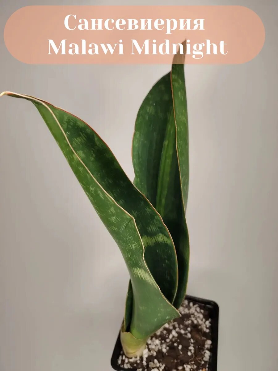 Сансевиерия Malawi Midnight