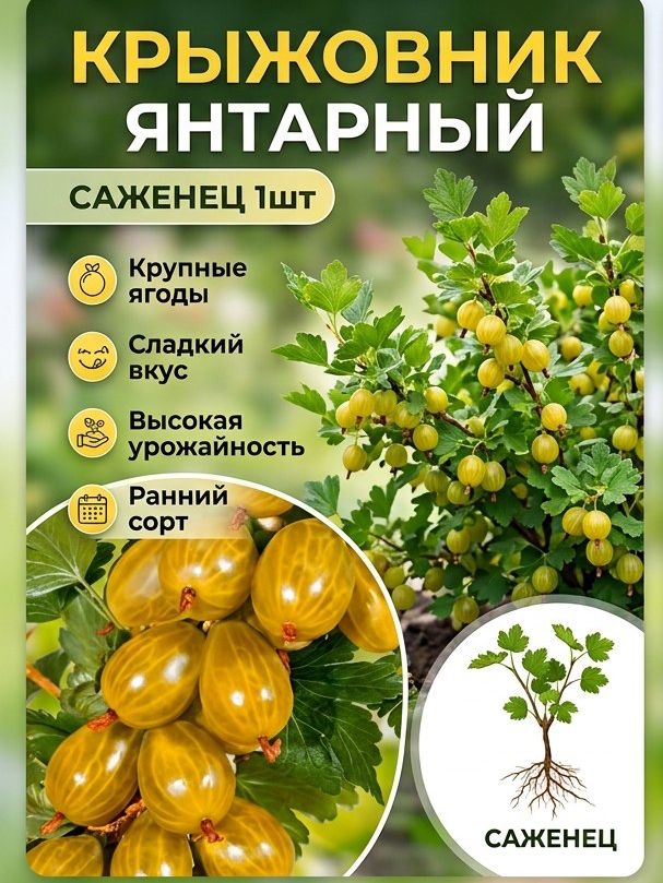 Крыжовник Янтарный