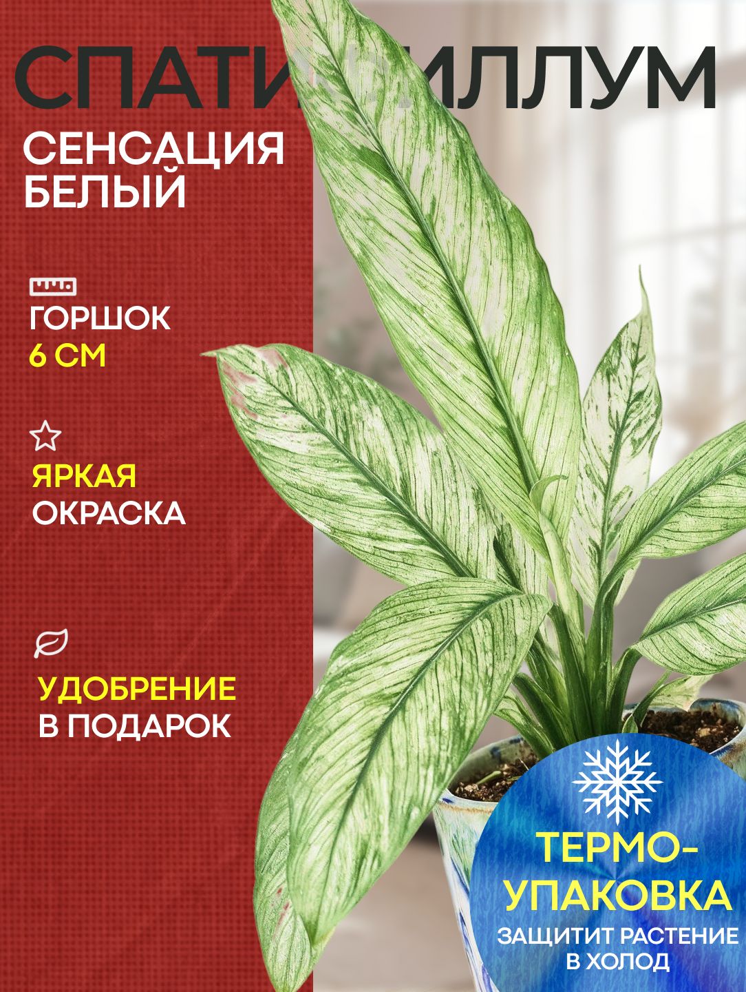 Спатифиллум Сенсация Белый саженец комнатного растения живой