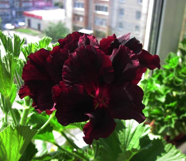 Королевская пеларгония Royal Velvet, срез для самостоятельного укоренения 1 шт.