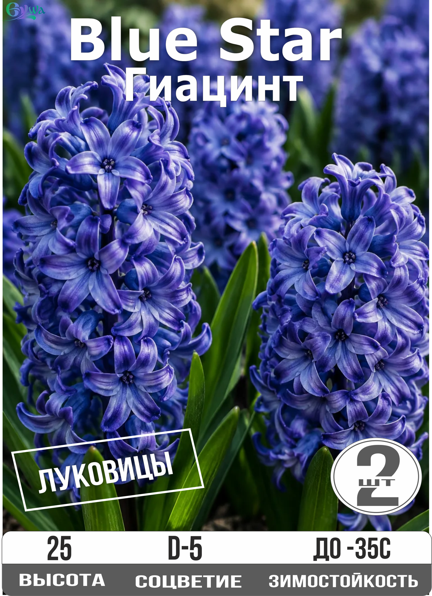 Гиацинт луковицы многолетних растений, Блу Стар, 2шт, садовый