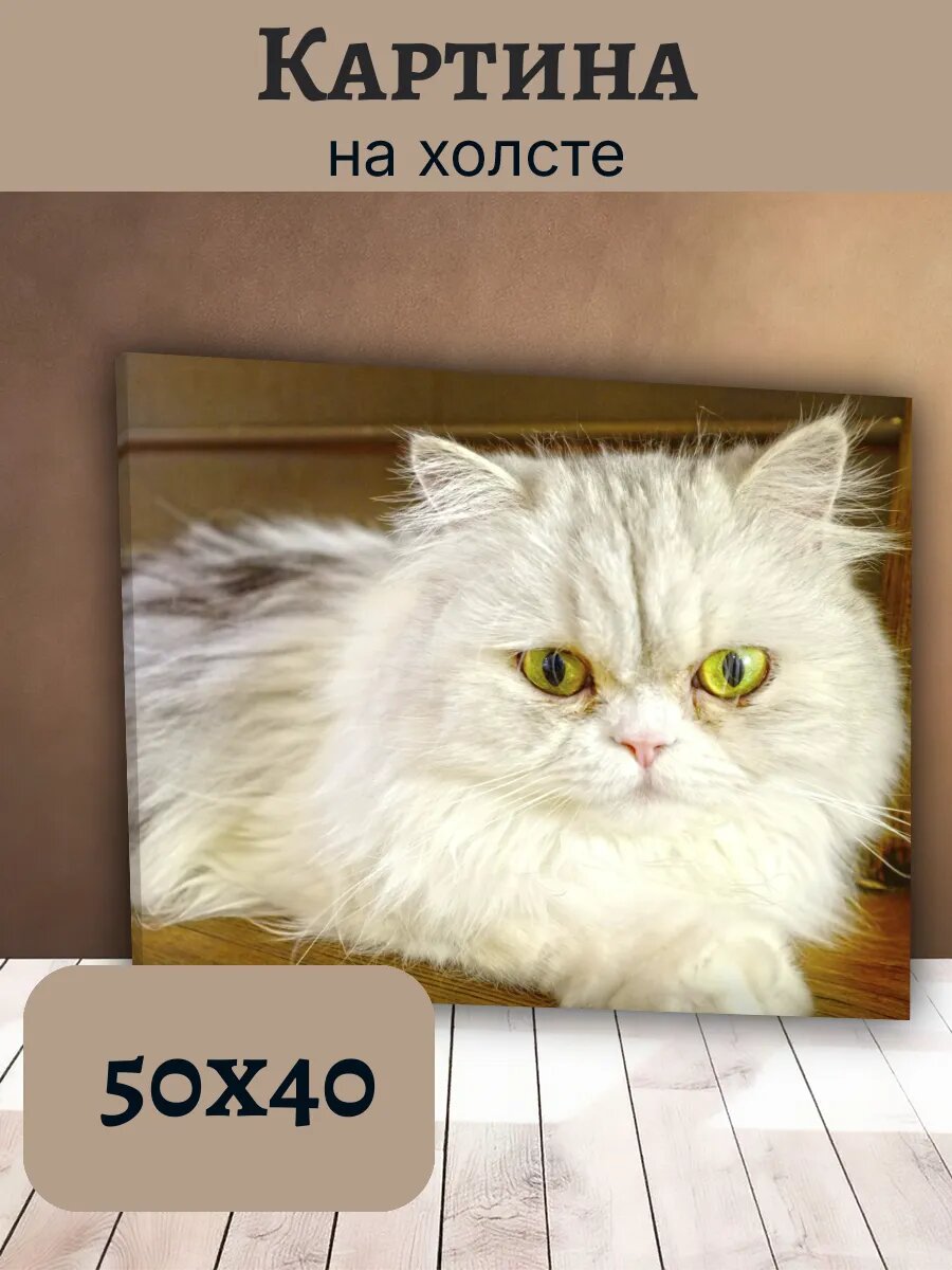 Картина Кот Кошка Cat 40x50 пушистый персидский белый