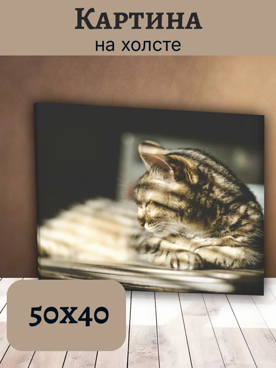 Картина Кот Кошка Cat 40x50 спящий полосатый тигровый