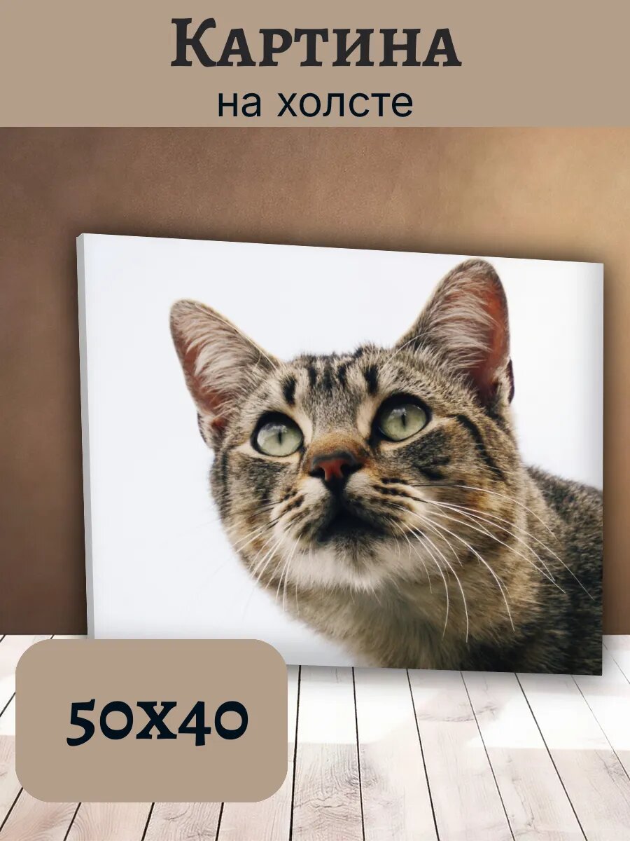 Картина Кот Кошка Cat 40x50 портрет полосатого табби