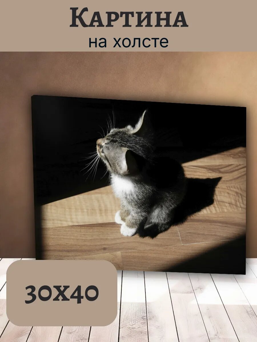 Картина Кот Кошка Cat 30x40 пушистый котенок в лучах