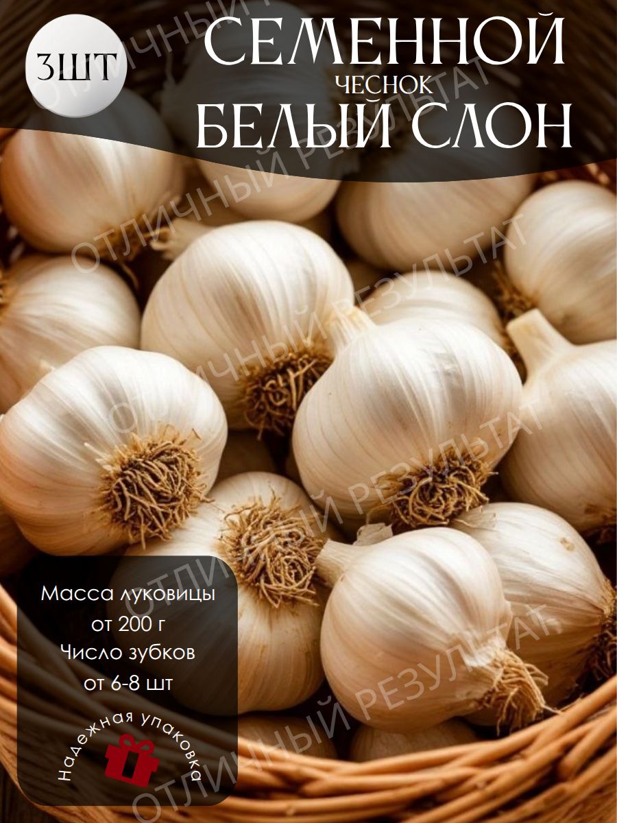 Семенной Чеснок