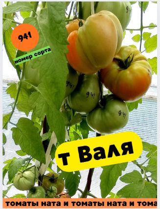 Семена томата Тетя Валя(усл) (Коллекционный )10 шт