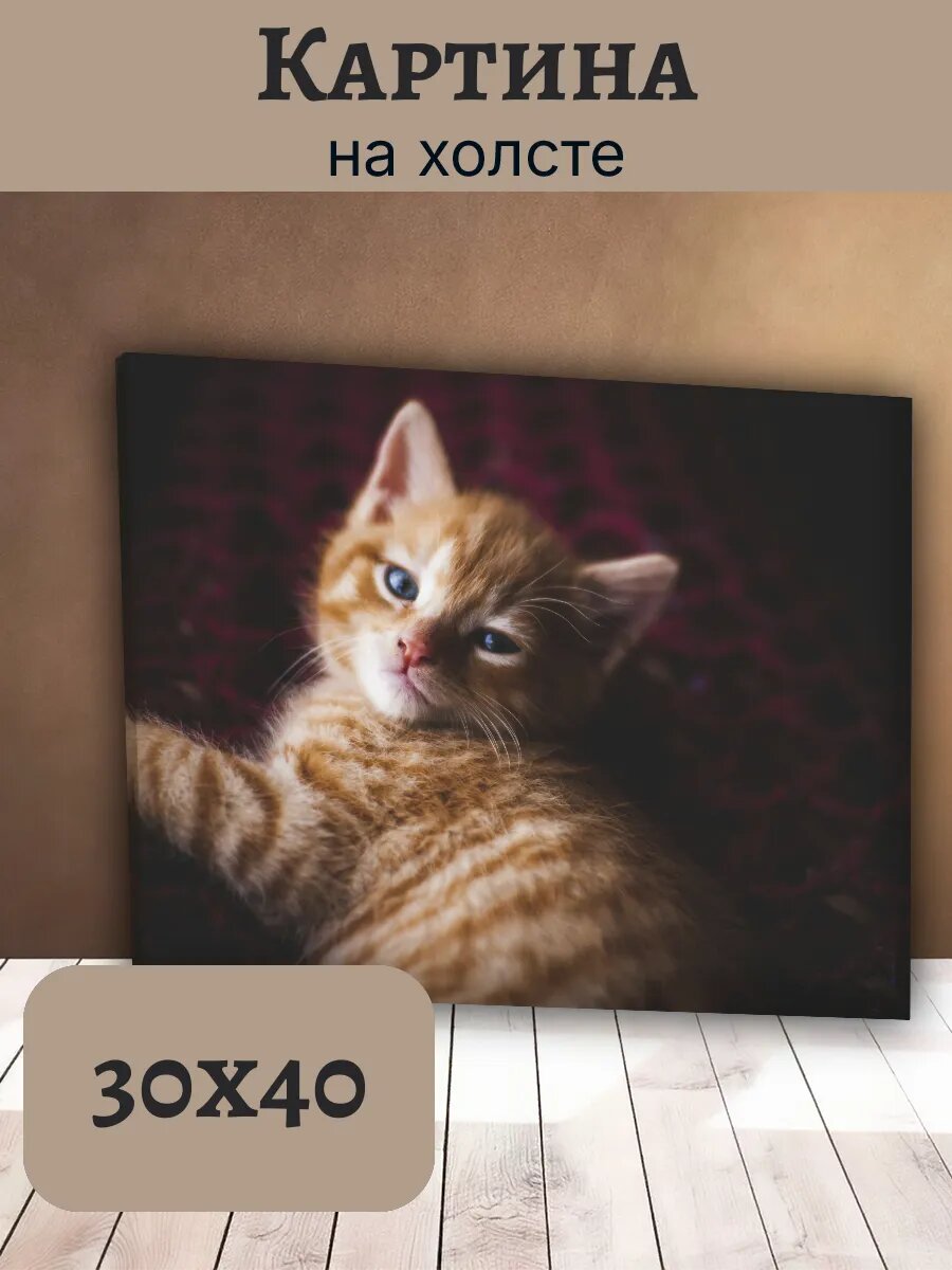 Картина Кот Кошка Cat 30x40 рыжий котенок с голубыми