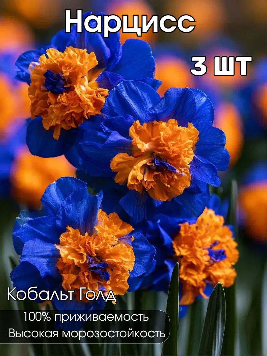 Нарцисс Кобальт Голд луковицы 3 шт