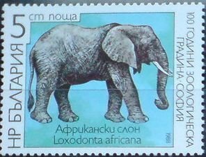 (1988-033) Марка Болгария "Африканский слон " Зоопарк Софии, 100 лет III