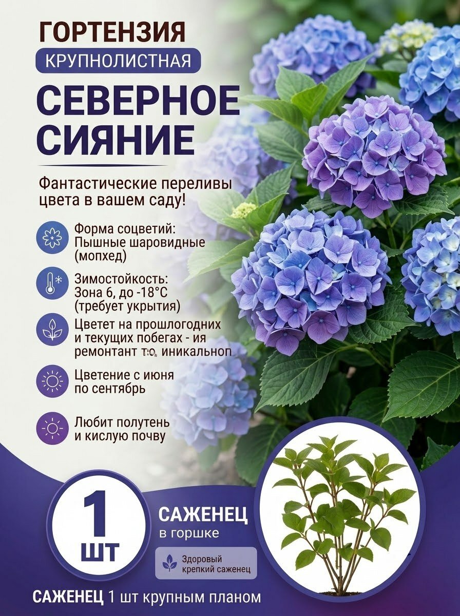 Гортензия широколистная саженец многолетний, Северное Сияние