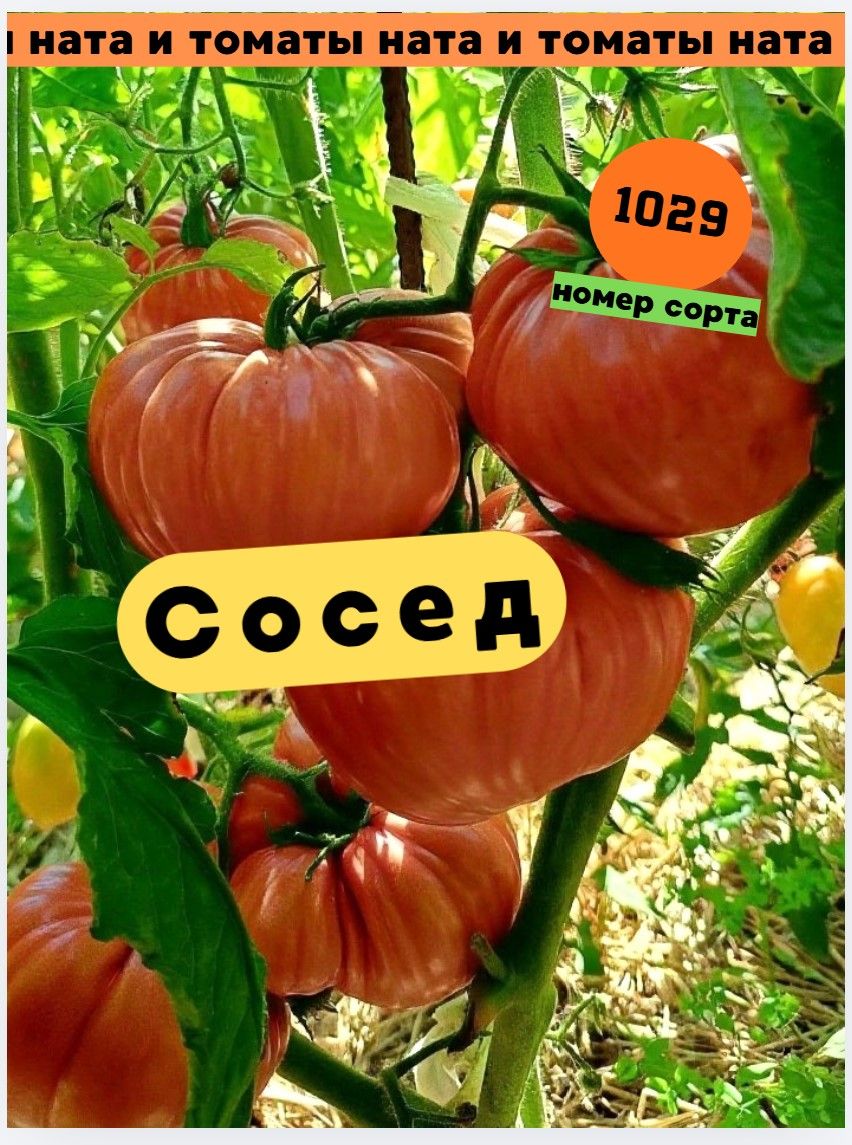 Коллекционные семена томата Сосед. Семейный сорт10 шт