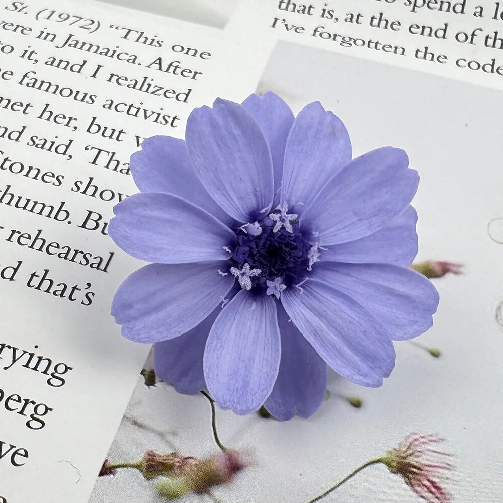 Консервированные цветы Гольфир, набор из 12 штук Фиолетовый, Purple