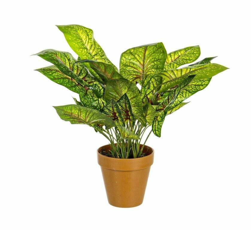 Растение декоративное BIZZOTTO CALADIO VARIEG 0172395 450h