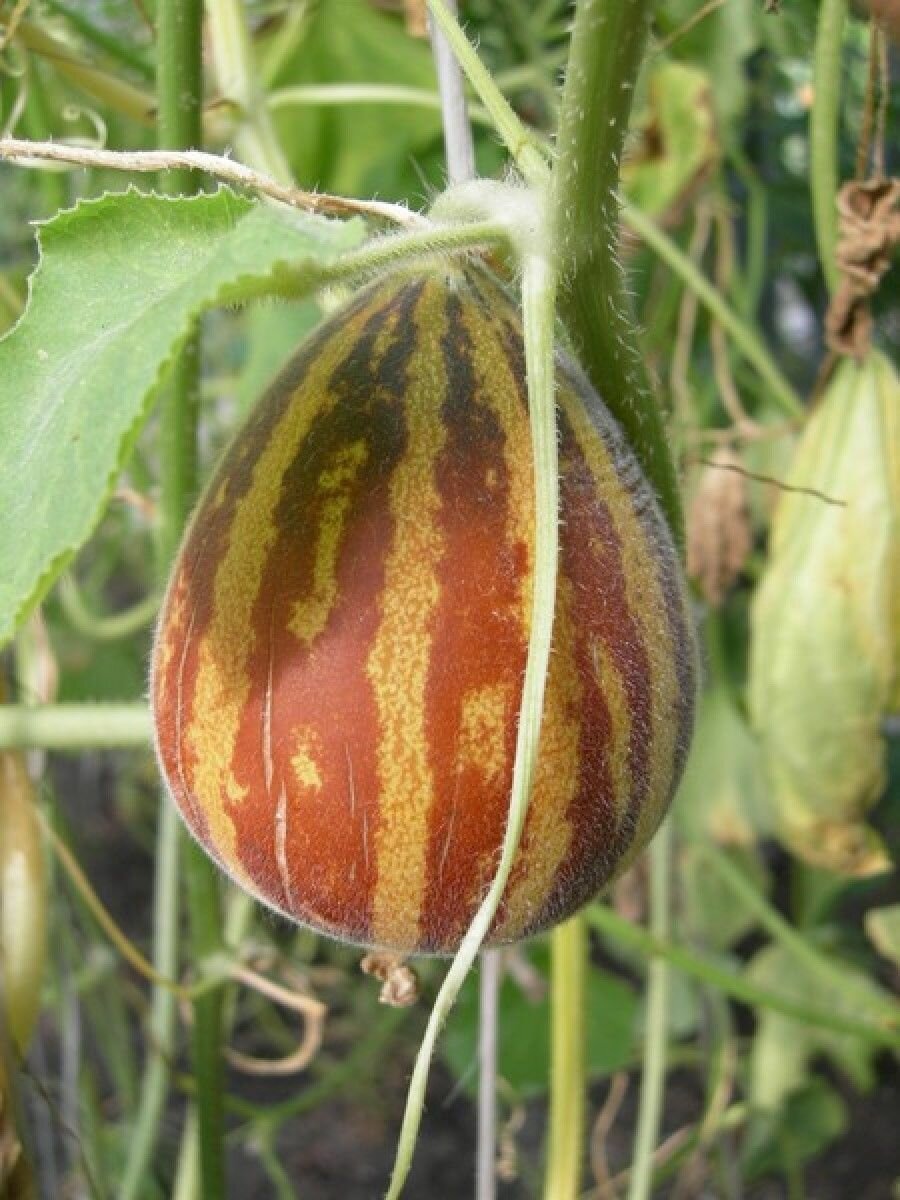 Семена Дыня Вьетнамская (Cucumis melo Saccharinus), 5 штук