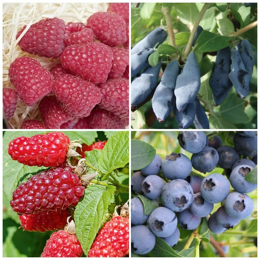 Комплект саженцев Золотистый колос 4 шт