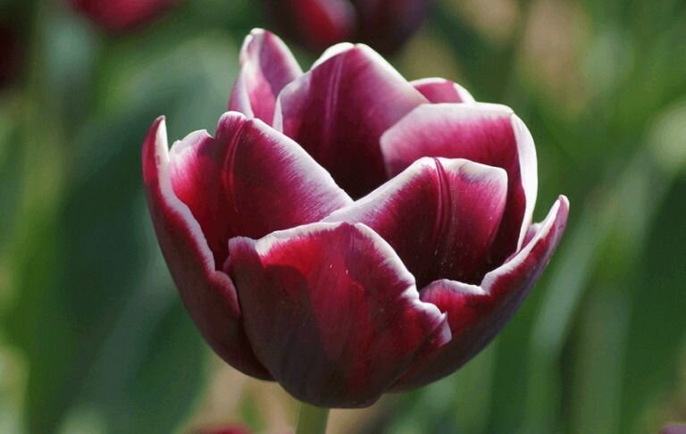 Тюльпан Триумф Александр Пушкин 5 шт.