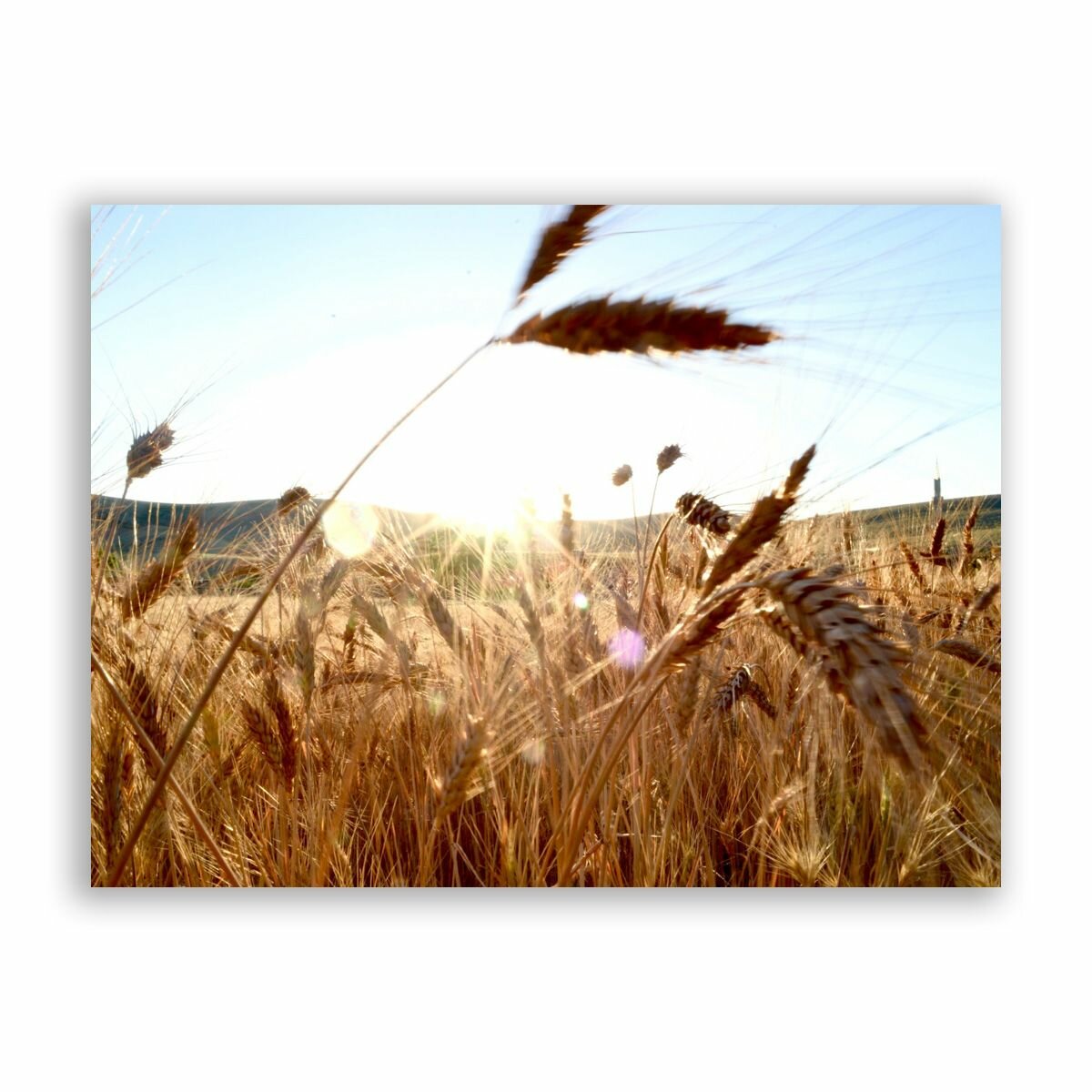 Постер, плакат на бумаге / Пшеница / Размер 30 x 40 см
