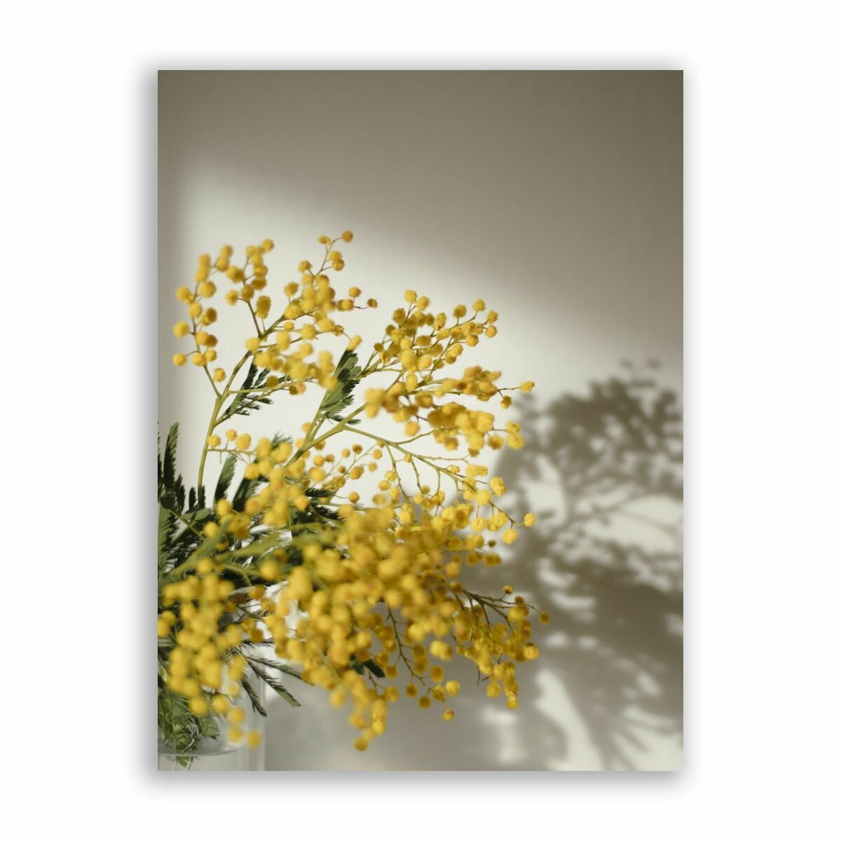 Постер цветы на бумаге / Мимоза / Размер 30 x 40 см