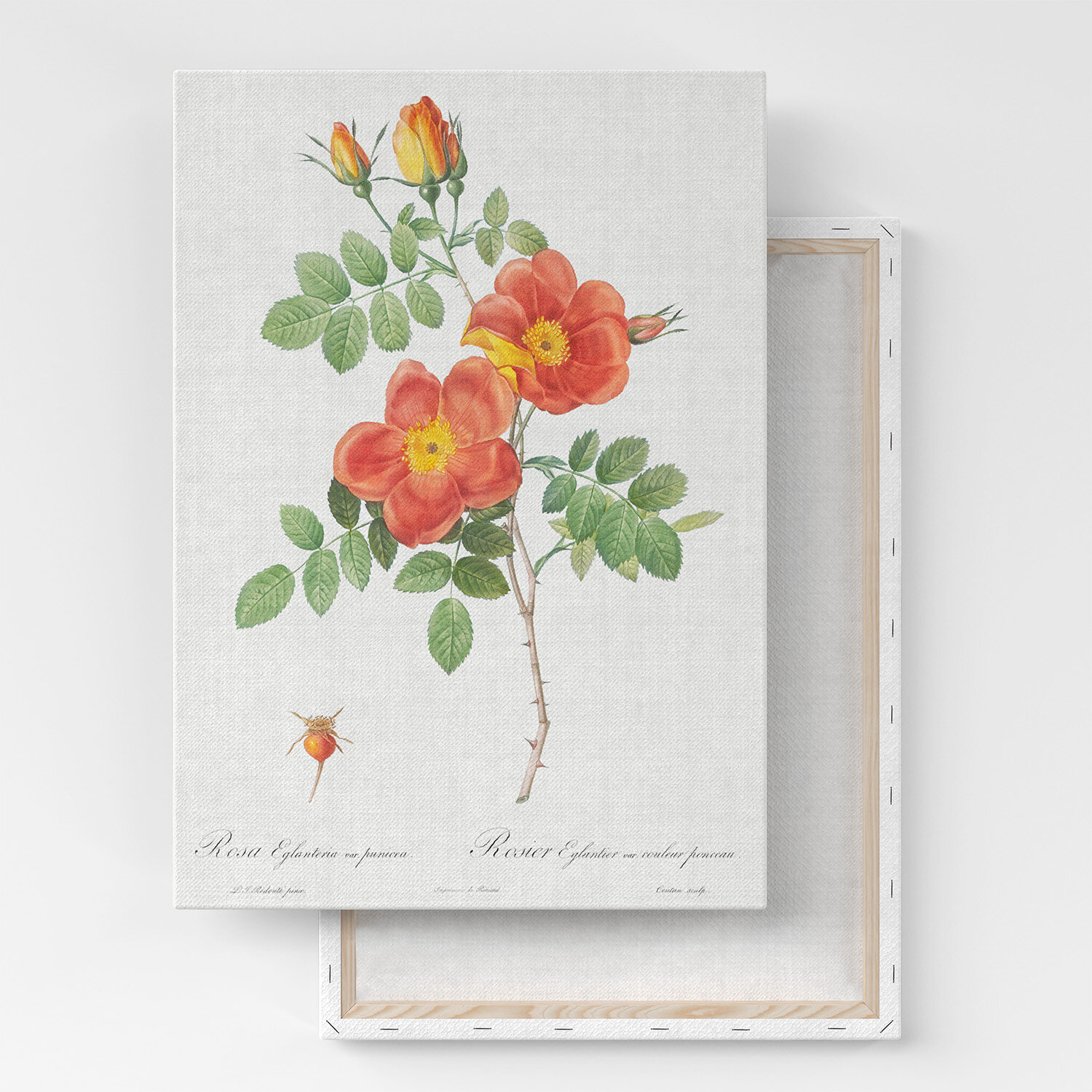 Картина на холсте, репродукция / Пьер-Жозеф Редуте - Austrian Copper Rose / Размер 30 x 40 см