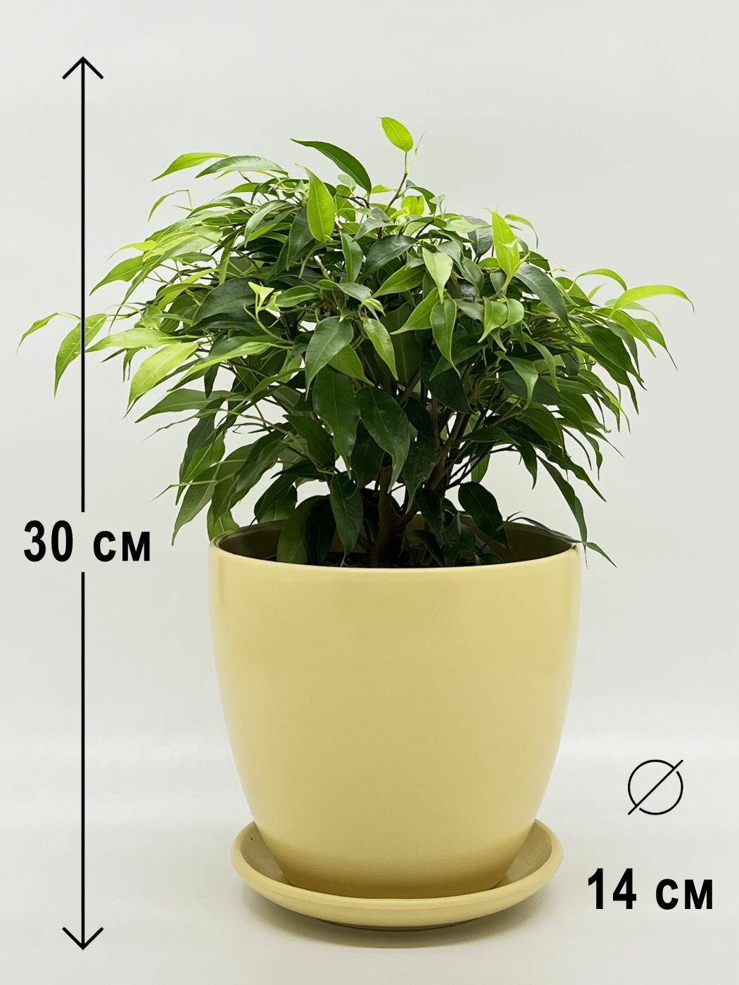 Фикус Бенджамина Наташа в керамическом бежевом горшке с поддоном, высота 25-35см