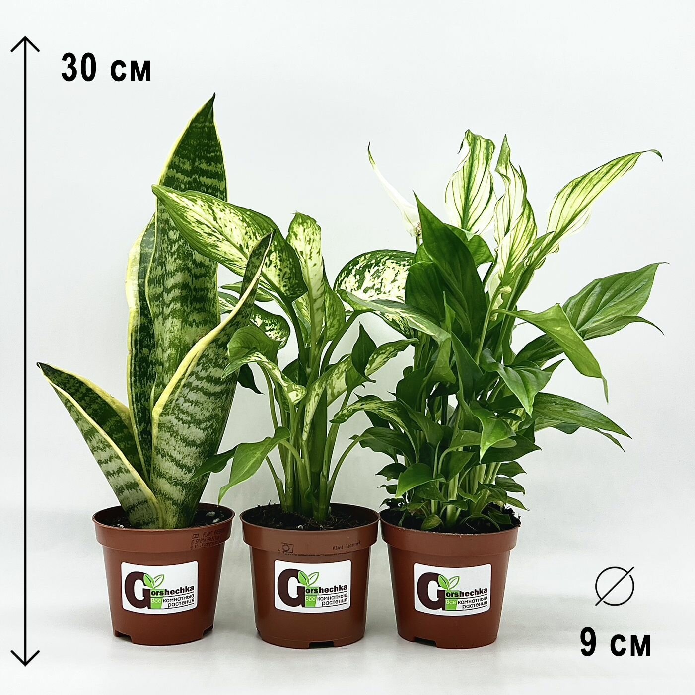 Набор 3 растения (d9): Сансевиерия Лауренти, Диффенбахия, Спатифиллум, высота 25-30см