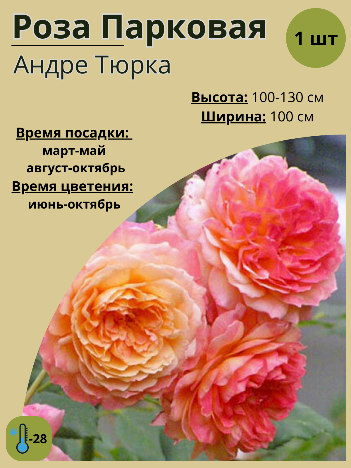 Роза парковая Андре Тюрка