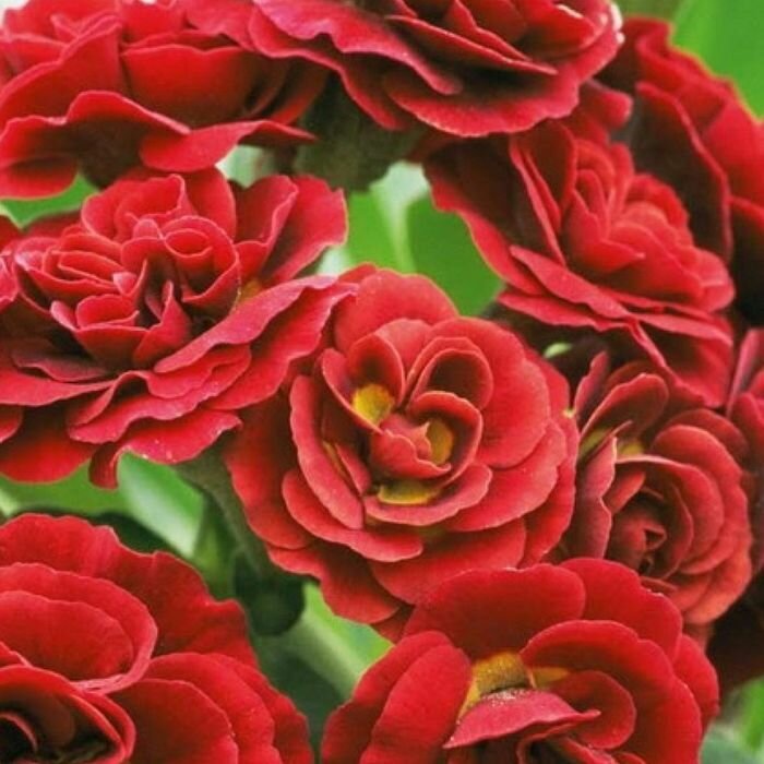 Примула махровая Розелла Ред