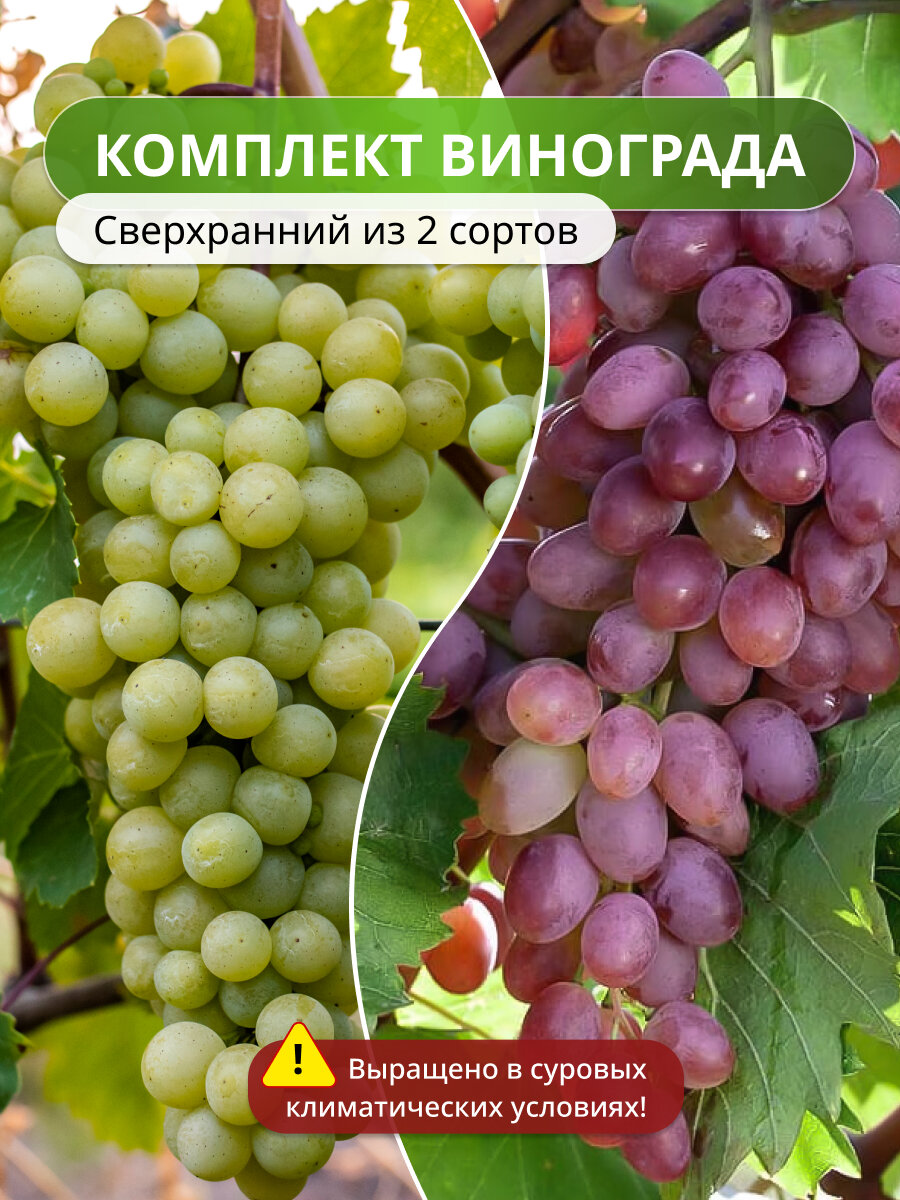 Виноград Сверхранний комплект, 2 сорта, морозостойкость, высокоурожайный