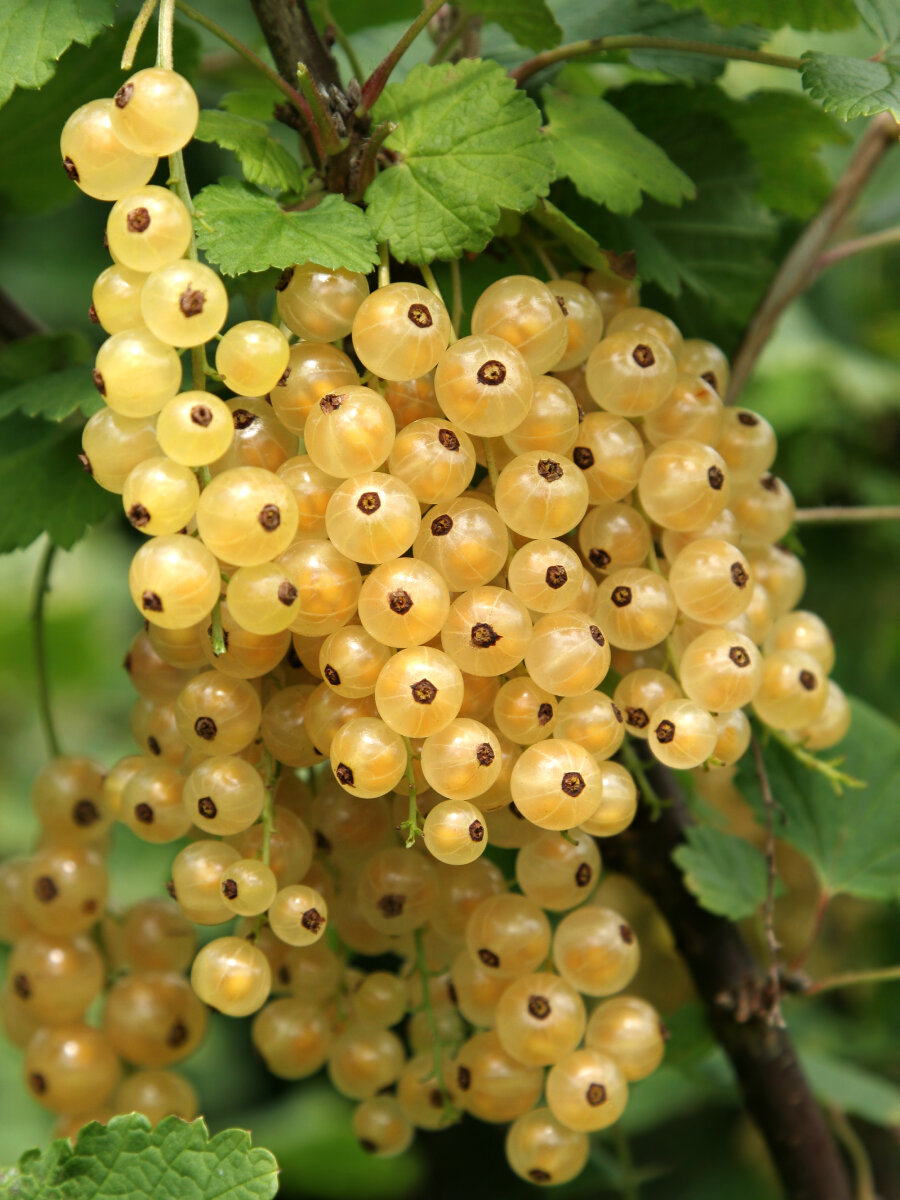 Смородина белая "Супер Бланка", морозостойкая, ЗКС, 2 шт, цвет белый