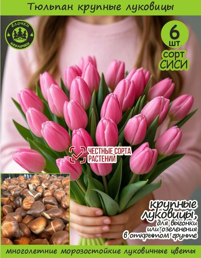 Тюльпан Луковица, Сиси, 6 шт крупные