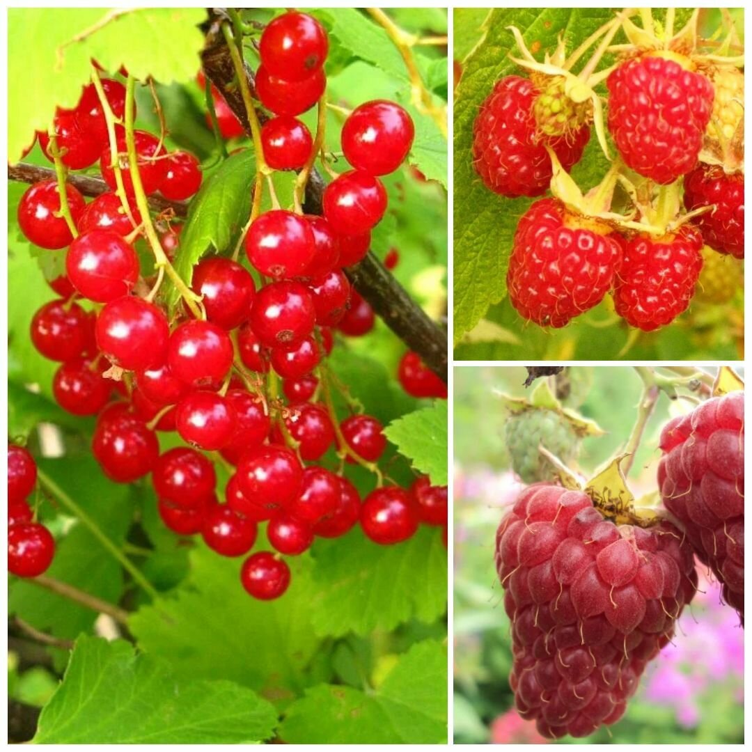 Комплект саженцев Чистое сердце 3шт.