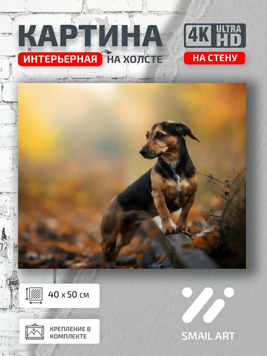 Картина на холсте интерьерная 40 на 50 на стену Такса боке для офиса атмосфера