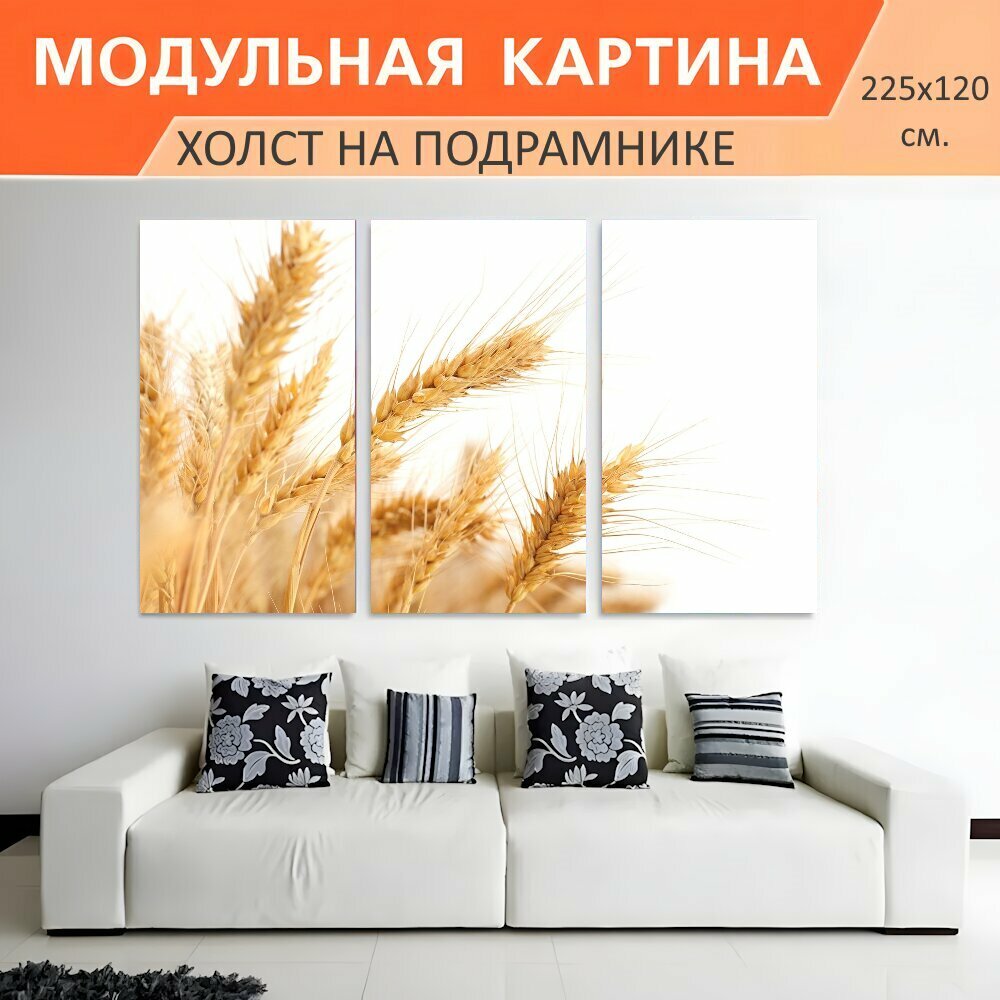 Модульная картина на холсте "Колосья пшеницы, пшеничное поле, пшеница" триптих на подрамнике 225х120 см. для интерьера