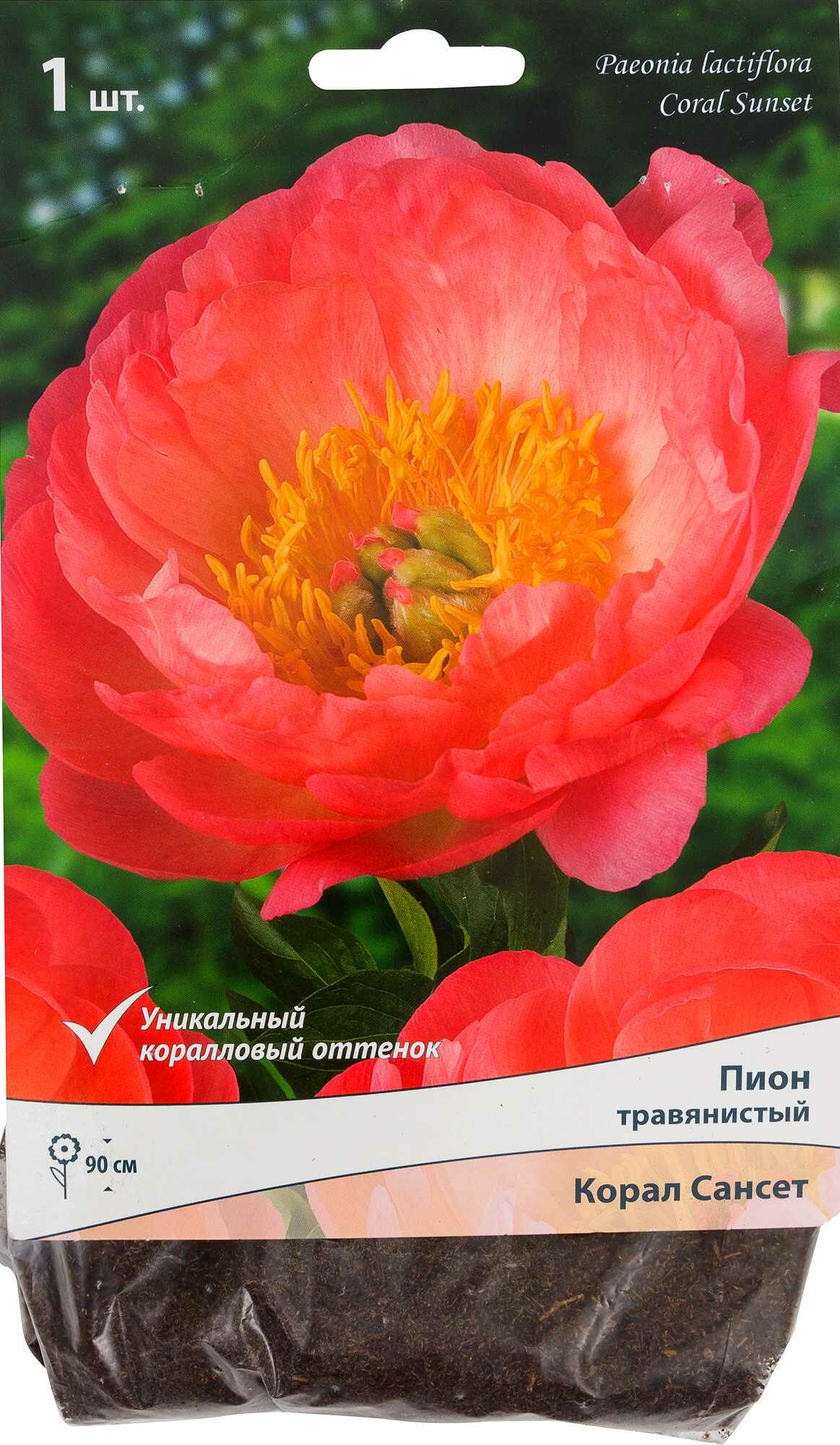 Пионы травянистые «Корал Сансет», 1 шт.