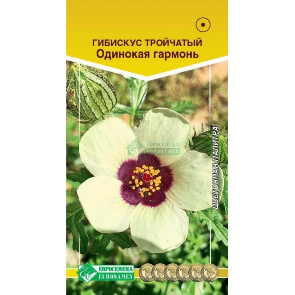 Гибискус тройчатый Одинокая Гармонь