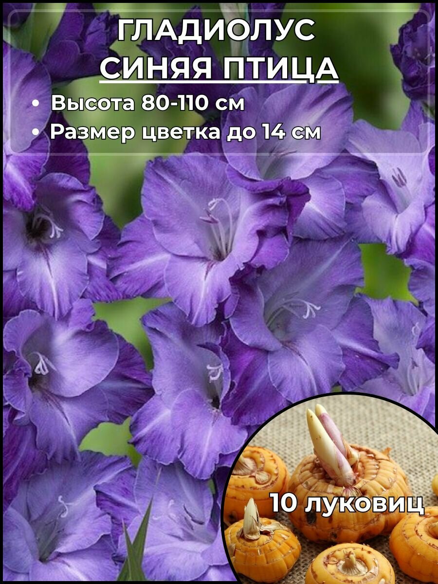 Гладиолус Синяя птица, луковицы 10 штук