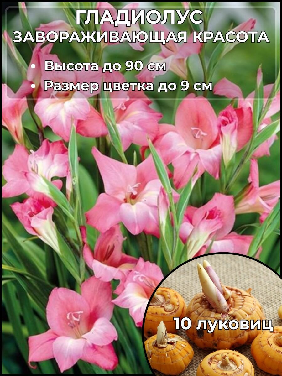 Гладиолус Завораживающая красота, луковицы 10 штук