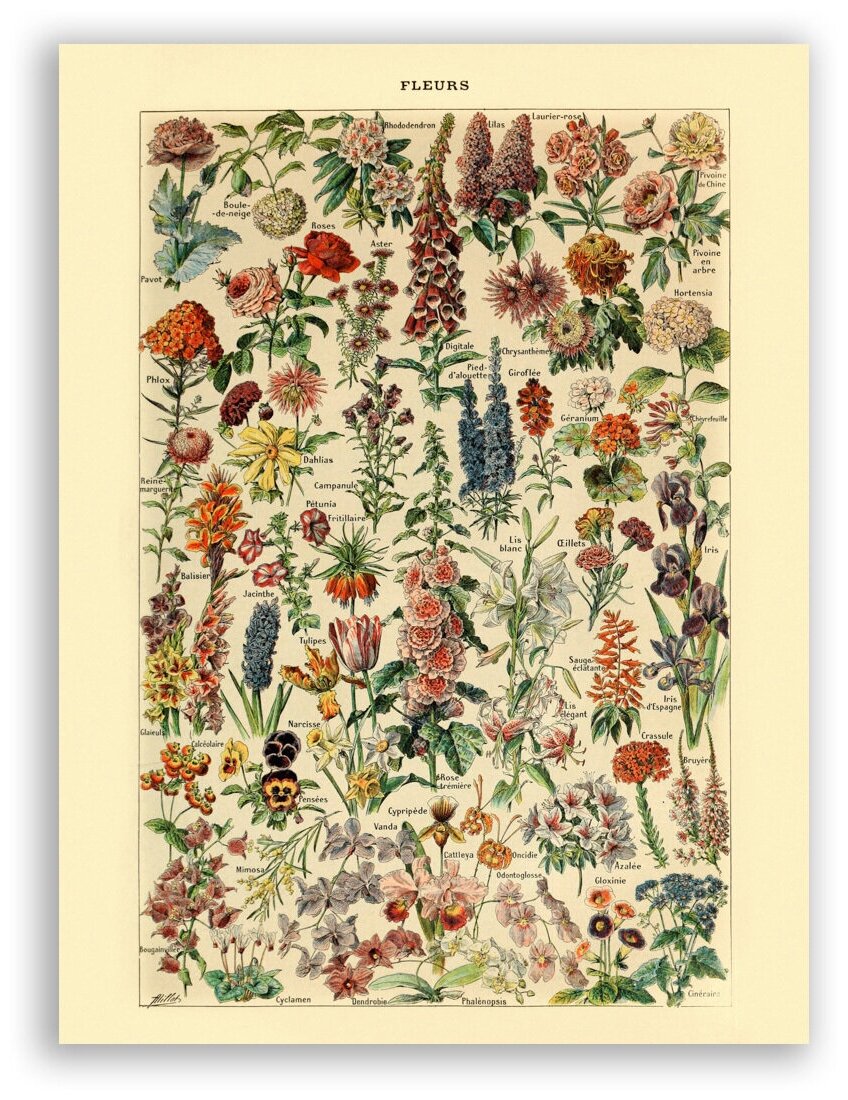 Гравюра Постер на бумаге / Fleurs / Иллюстрации цветов