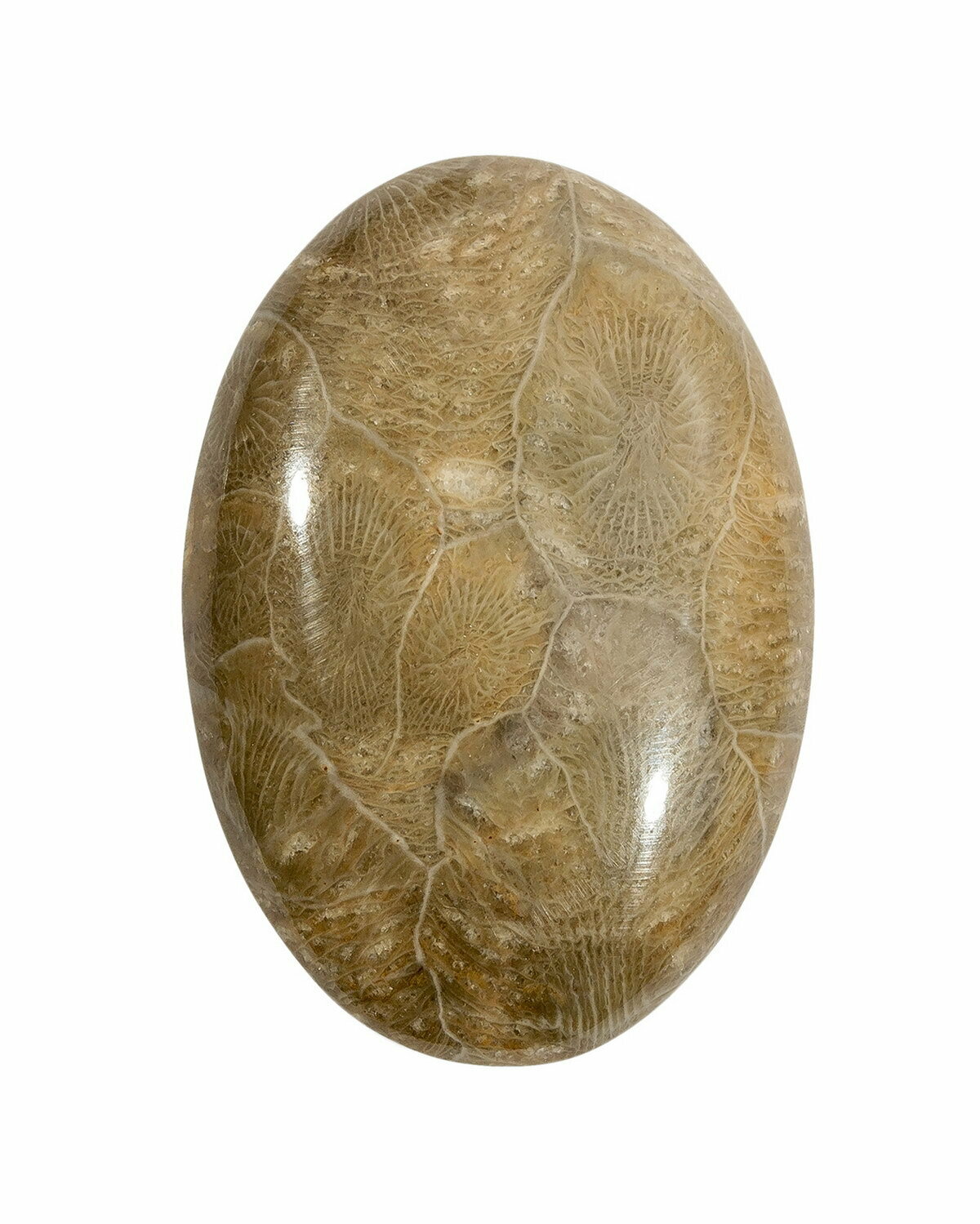 Кабошон из коралла, размер 53х36х7 мм, вес 23 грамм